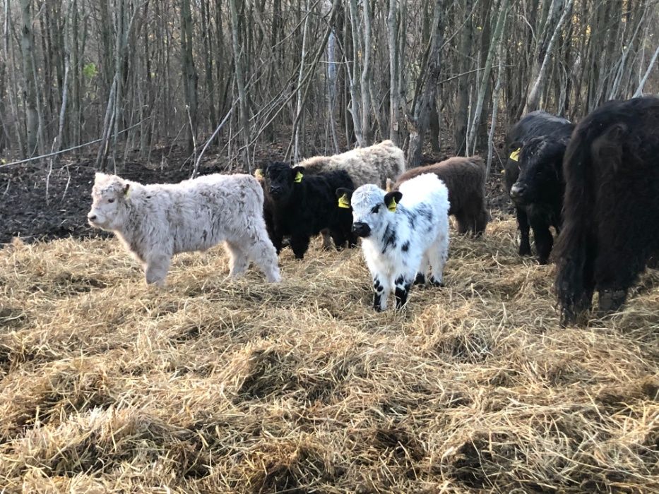 Galloway krowa byk bydło galloway Husów • OLX.pl