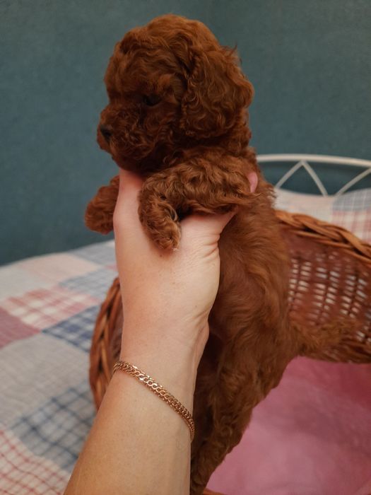 Крошечный пупсик мини той-пудель рэд-браун: 1 000 $ - Собаки Полтава на Olx