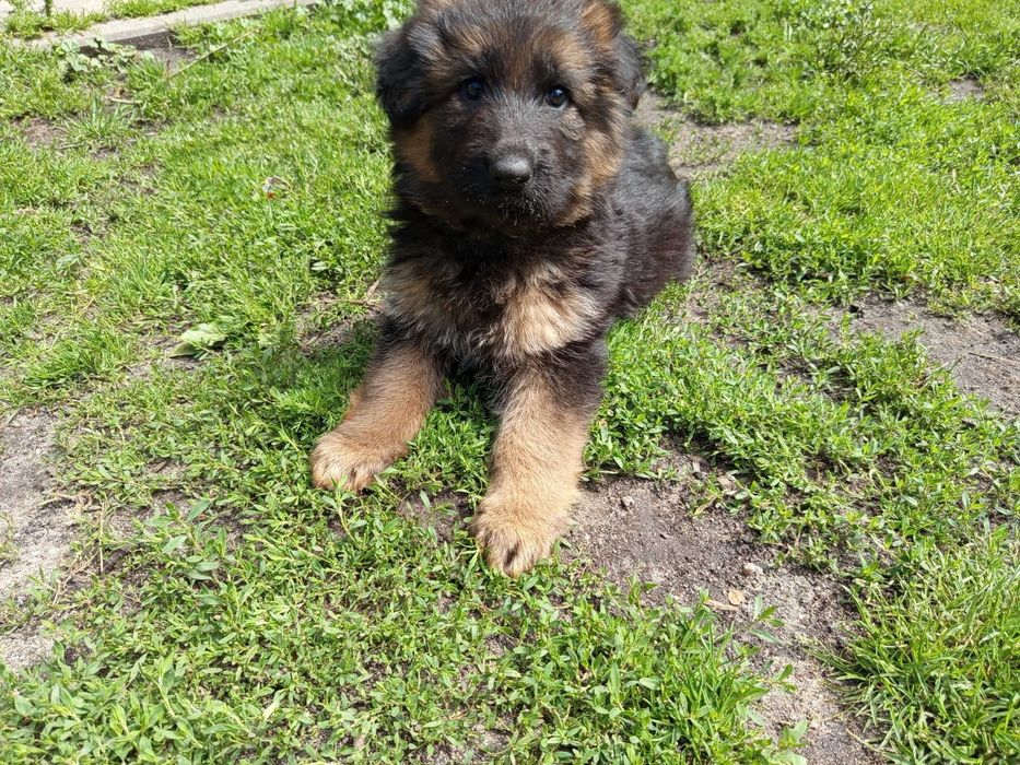 Sunie, szczeniaki owczarka niemieckiego Pabianice • OLX.pl