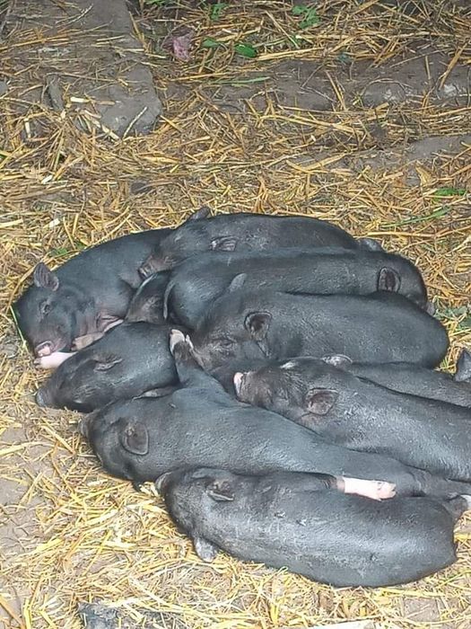 Продаються в'єтнамські поросята та поросні льохи.: 1 300 грн ...