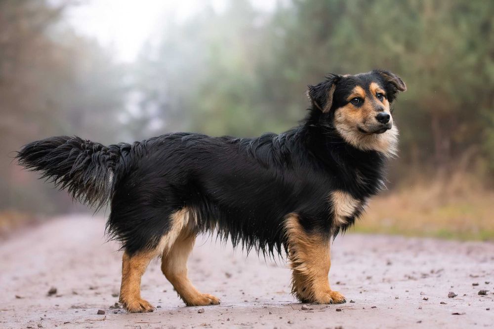 Przeuroczy psiak Pappi czarny-podpalany szuka dobrego domku Kielce • OLX.pl