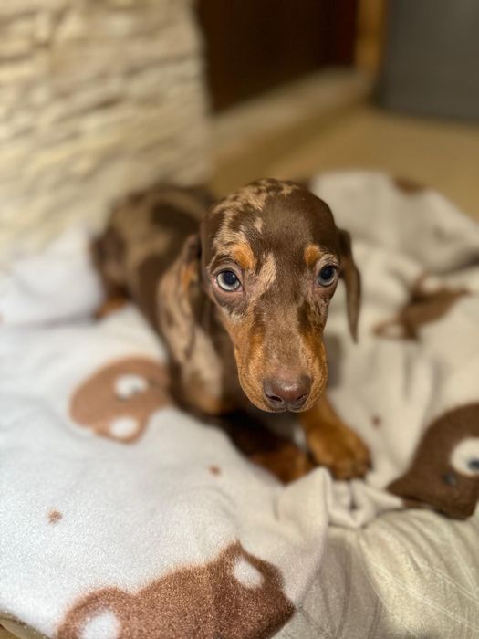 Piękna sunia jamnik miniaturowy Choco merle metryka pochodzenia ...