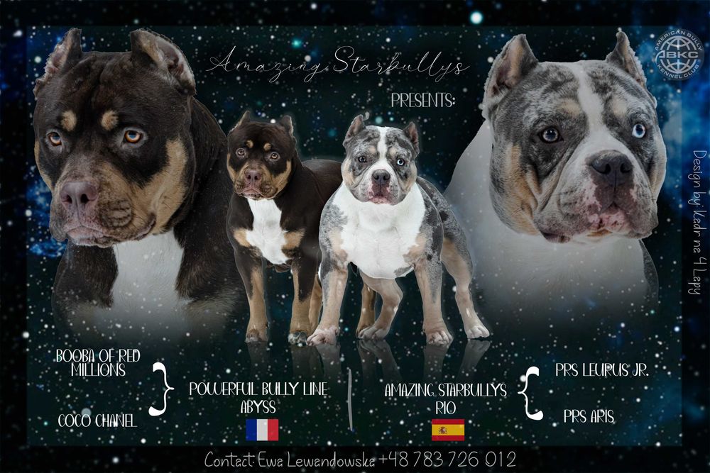 American Bully Pocket suczka Abkc Black tricolor Środa Wielkopolska ...