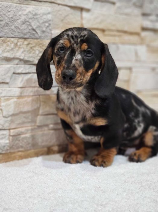 Jamniki miniaturowy krótkowłosy merle Kraków Bieńczyce • OLX.pl