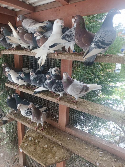 Golebie staropolskie Rychwałd • OLX.pl