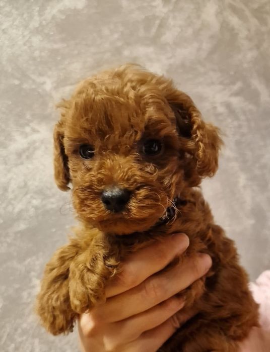 Pudel Toy Red samce z odbiorem w grudniu Piła • OLX.pl