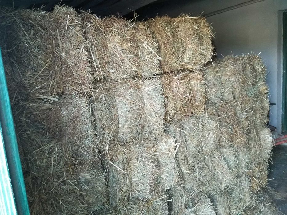 Fardos de feno de excelente qualidade Tomar (São João Baptista) E Santa ...