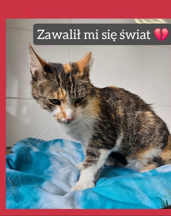 SOS! ZUZIA – najkochańsza kotka straciła WSZYSTKO. JEST ŹLE Kraków Bronowice • OLX.pl