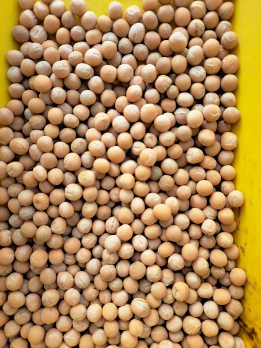 Groch gorczyca koniczyna trawa lucerna wyka peluszka kupkowka banatus ...