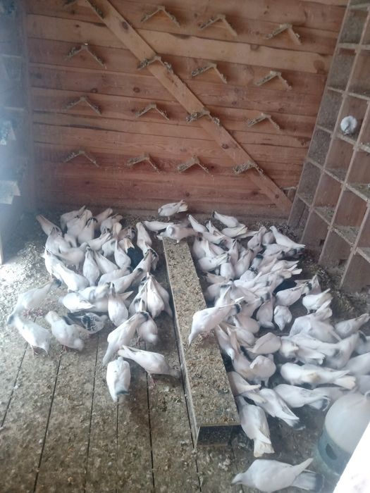 Sprzedam białe gołębie Zawady • OLX.pl