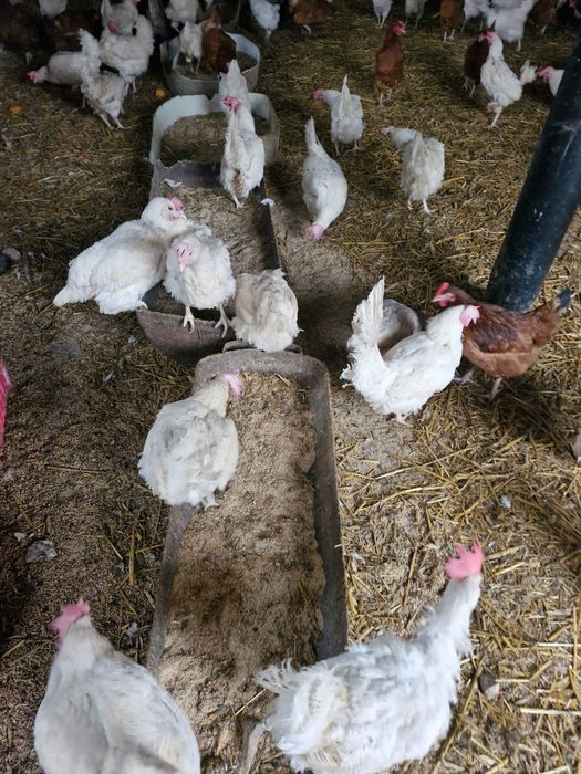 Kury roczne sandy sprzedaż 10 styczeń z jajkiem Lutocin detal hurt ...