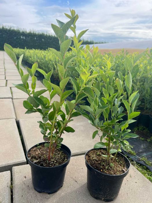 Sadzonki borówki amerykańskiej CAC (Vaccinium corymbosum), blueberry ...