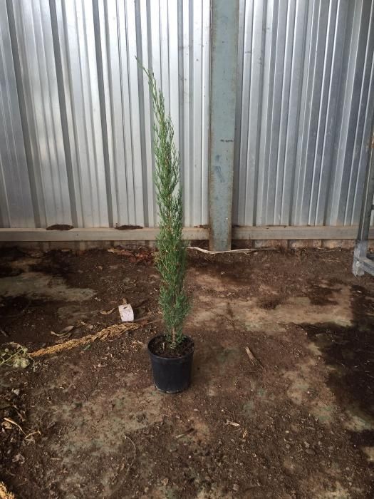 Cupressus sempervirens/ Cipreste Italiano/ Stricta/ Totem 125~900 cm ...