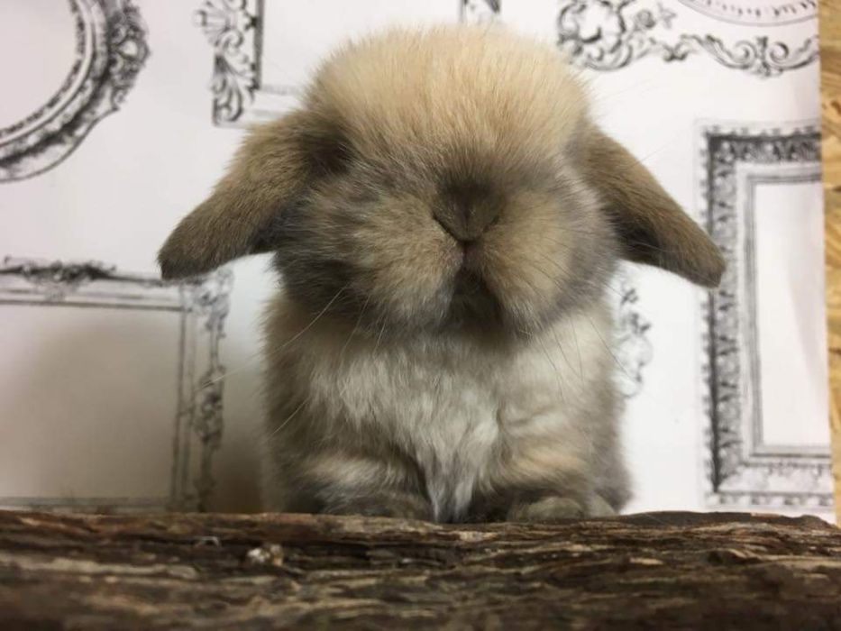 Królik Miniaturka - Zwierzęta - OLX.pl