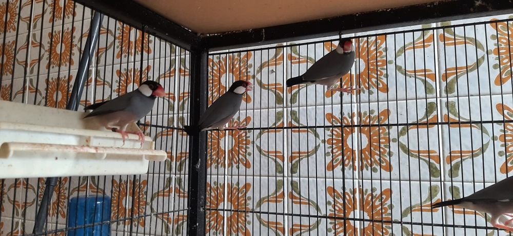 Vendo pardais de Java Lagos (São Sebastião E Santa Maria) • OLX.pt