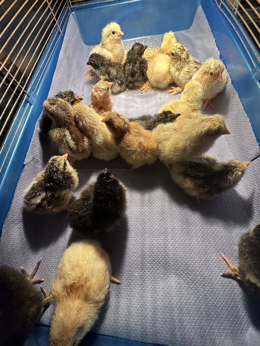 Kurczęta Pisklęta Piskle Kolorowe Mix Liliputki Zagrodowe Gidle • OLX.pl