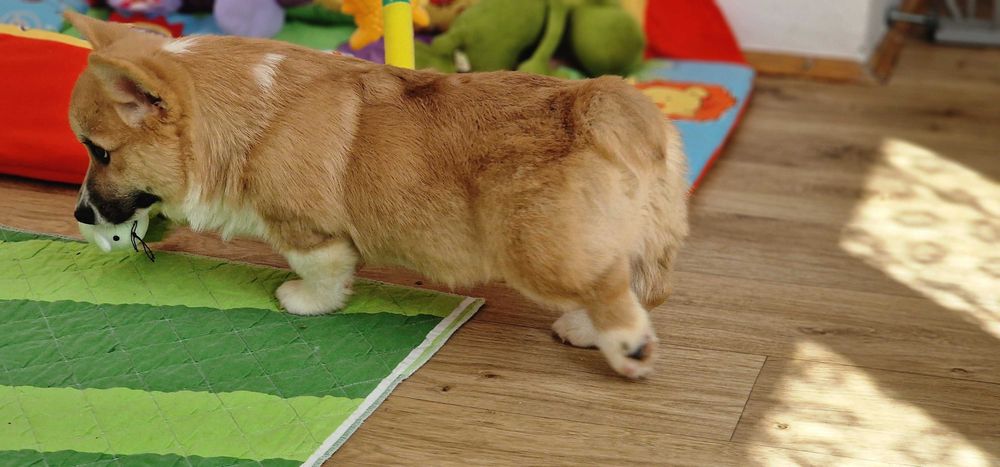 Welsh Corgi Pembroke, Naturalny Bobtail, piesek Radom • OLX.pl