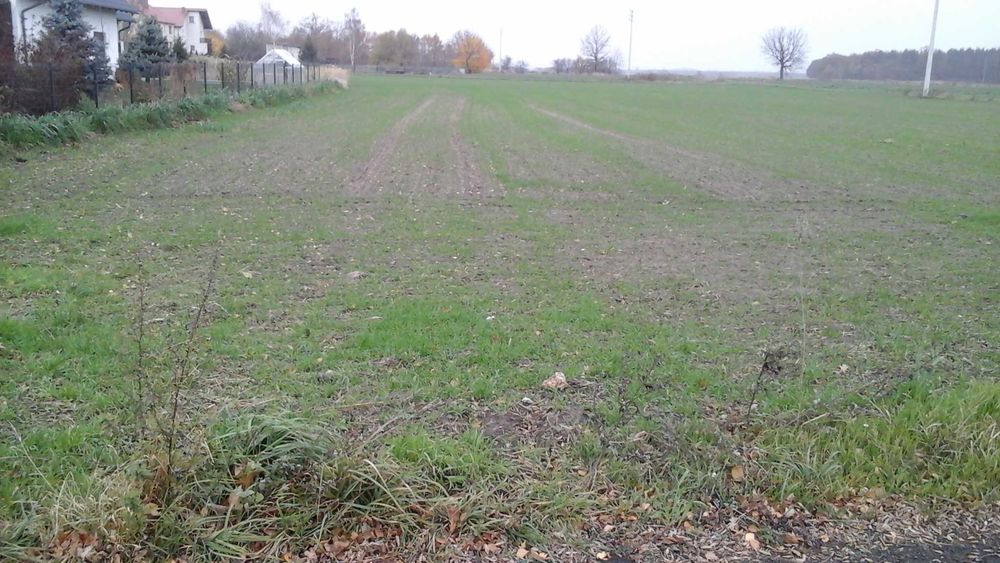 Działka budowlano-usługowa 14 ar miejsce gmina świerczów Miejsce • OLX.pl