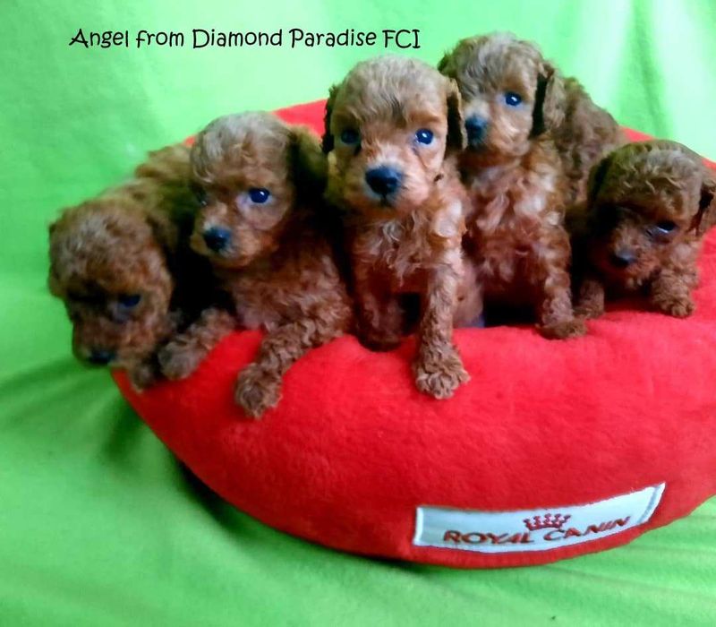 Pudel toy samiec red po szczepieniach , rodowód FCI-metryka ZKwP Gdańsk Aniołki • OLX.pl