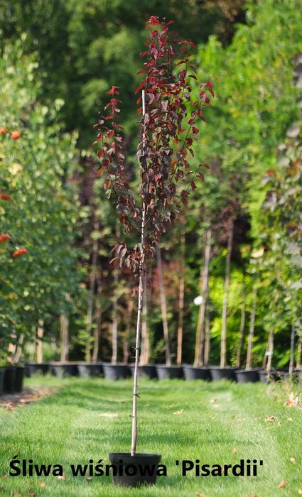 Grab pospolity 'Fastigiata' Carpinus betulus, drzewo kolumnowe Konarzew ...