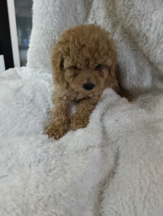 Caniche toy macho Paredes • OLX.pt