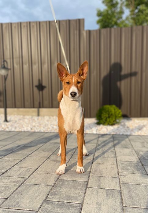 Suczka Basenji FCI Piotrków Kujawski • OLX.pl