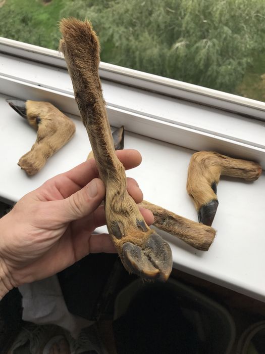 Ножки копыта косули: 300 грн. - Витвори майстрів / рукоділля Чернігів ...