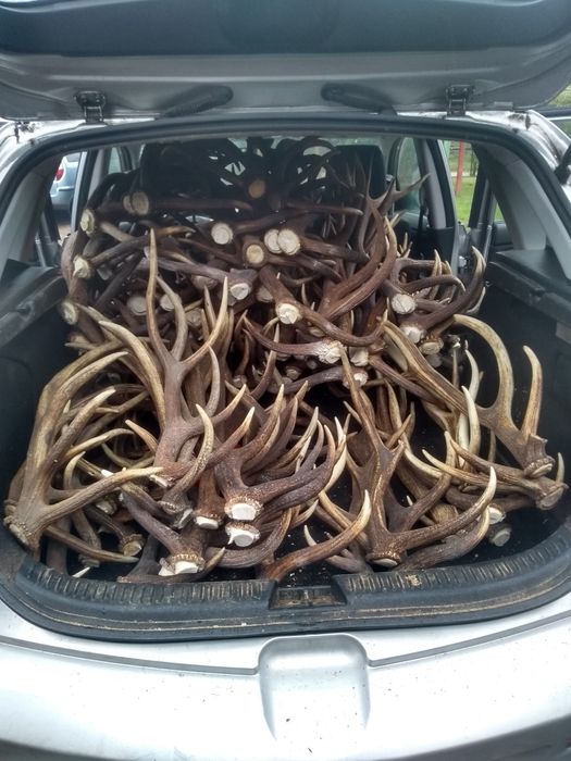 Skup Poroza (poroze,zrzuty,rogi) Połczyn-Zdrój • OLX.pl