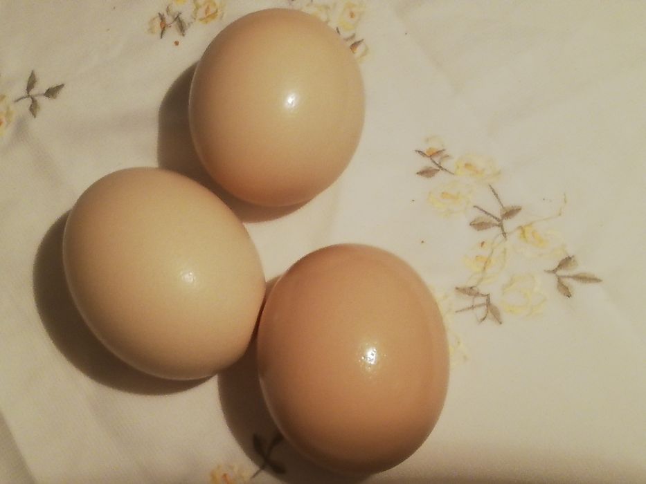Sprzedam jaja strusie Nadarzyn • OLX.pl