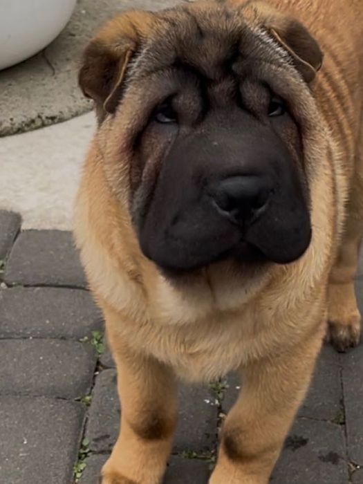 Shar Pei Związek Kynologiczny w Polsce FCI Polska Nowa Wieś • OLX.pl
