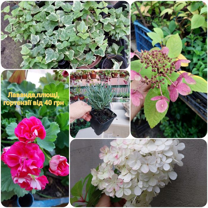 Гортензия Pastelgreen,Petit star, Diamontino,Frambousine, Mojito: 200 ...