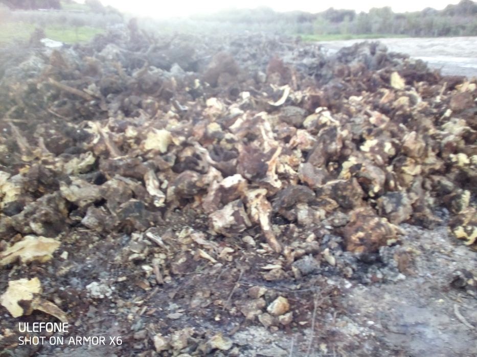 Raiz de oliveira União de Freguesias da cidade de Santarém • OLX Portugal