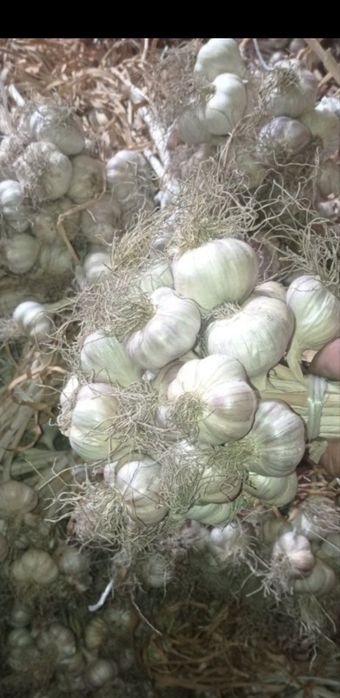 Czosnek polski harnaś Zamość • OLX.pl