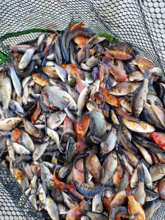 Żywe Ryby Jesiotr, albinos,Karp koi,Amur,Lin,Karp,Karaś koi,Tołpyga ...