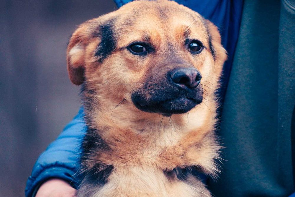 Denik - młody psiak szuka domu Kutno • OLX.pl