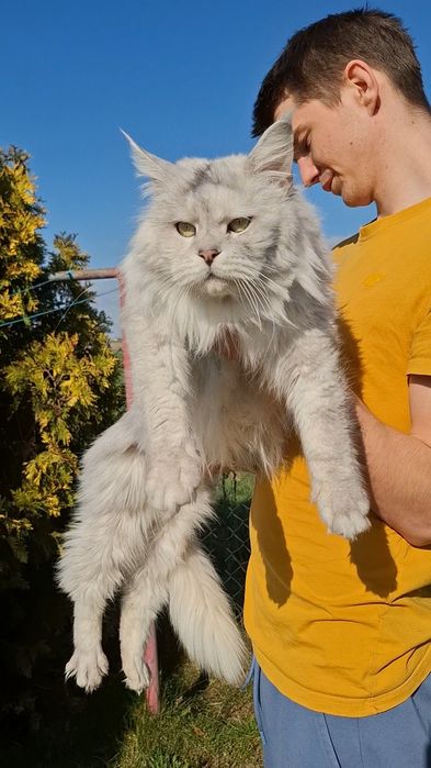Maine Coon kotka gotowa na nowy dom Poznań Grunwald • OLX.pl