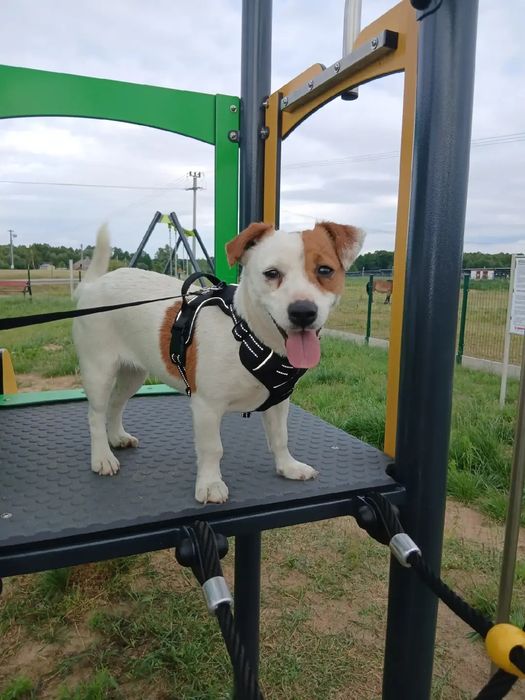 Suczka jack Russell Terrier Lisek • OLX.pl