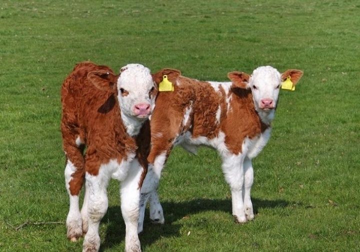 Cielaki/Byki/krowy/jałowki Brańsk • OLX.pl