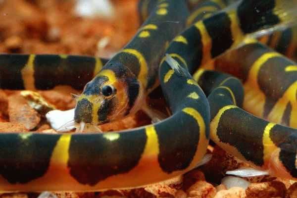 Cierniooczek sumatrzański - Piskorek Kuhla - Pangio - dowóz, wysyłka ...