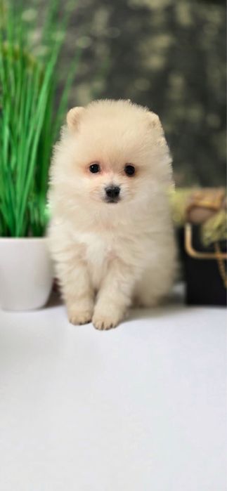 Xxs Mini Pomeranian Kaufen