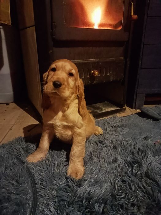 Cocer spaniel angielski piesek Płock • OLX.pl