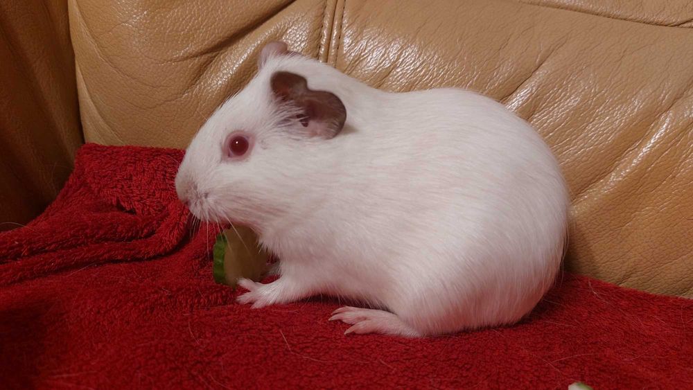 Salami świnka morska/ kawia domowa do adopcji za darmo Warszawa Praga ...