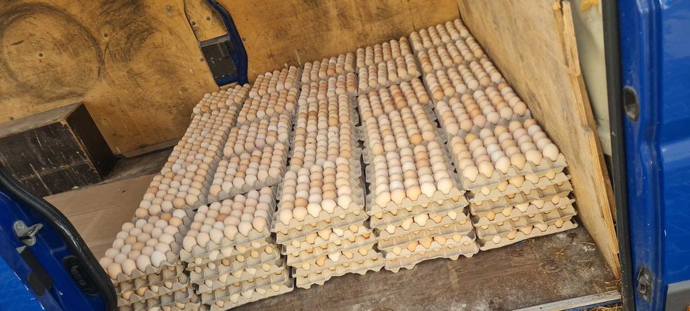 KURY NIOSKI z JAJKIEM Green Shell Dominant Lohmann Messa Rossa Leghorn ...