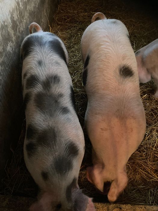 Sprzedam tucznik mięsny 120kg Ołpiny • OLX.pl