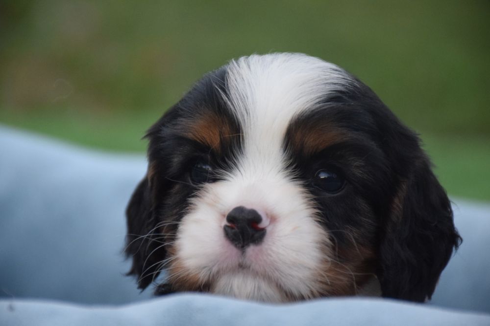 Szczeniak Cavalier King Charles Spaniel FCI Toruń • OLX.pl