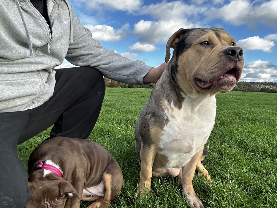 American Bully XL - Tomy Gaj Żelechowski • OLX.pl