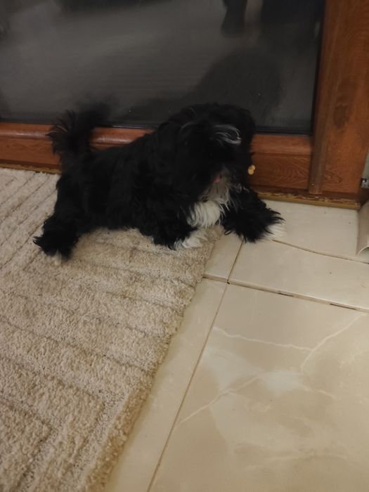 Shih tzu piekna i radosna rodowód zapraszam Okazja Chorzów • OLX.pl