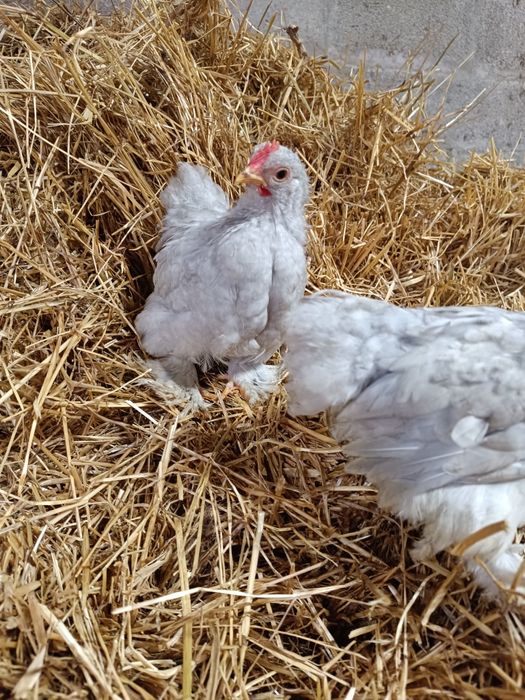 Pekins lavanda cuco Vila do Conde • OLX.pt