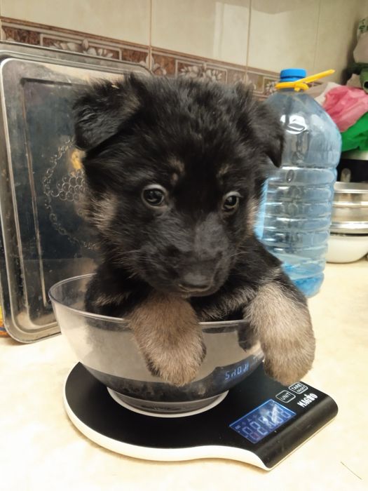 Німецька вівчарка 5 000 грн Собаки Николаев на Olx