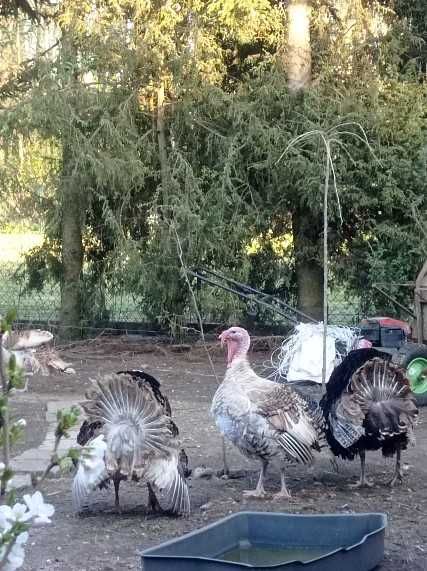 Sprzedam perliki i indyki Nowodworce • OLX.pl